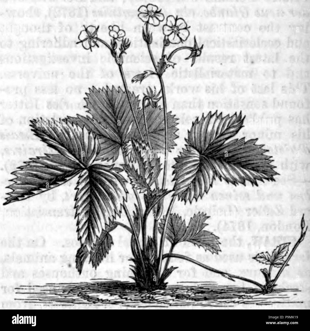 Small varieties Black and White Stock Photos & Images - Alamy