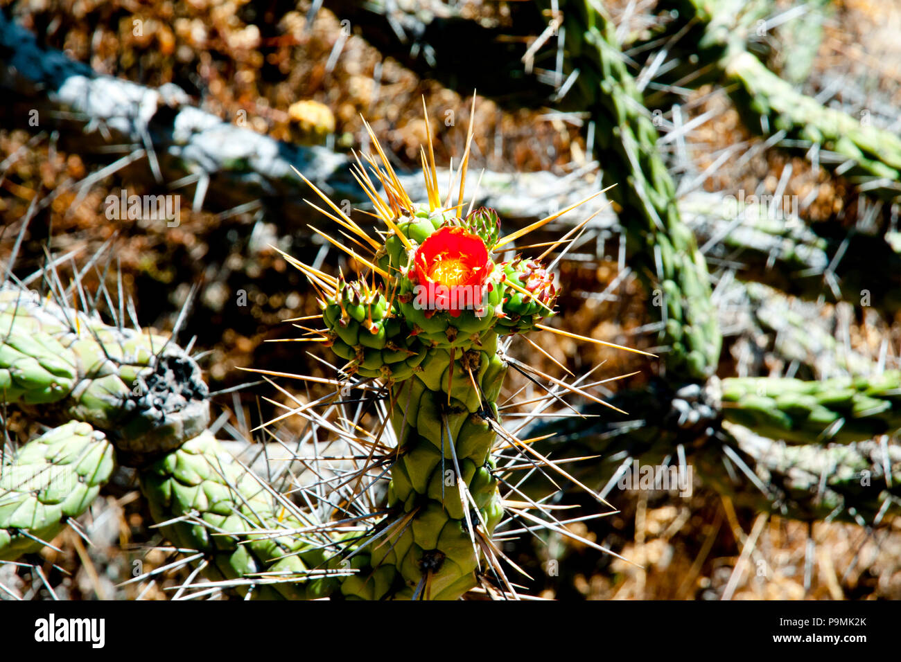 San pedro cactus hi-res stock photography and images - Alamy