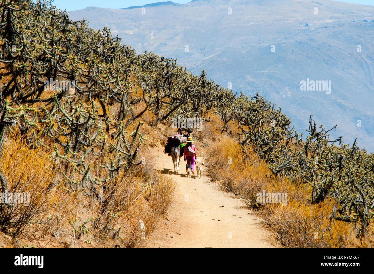 San Pedro Cactus - Peru Stock Photo - Alamy
