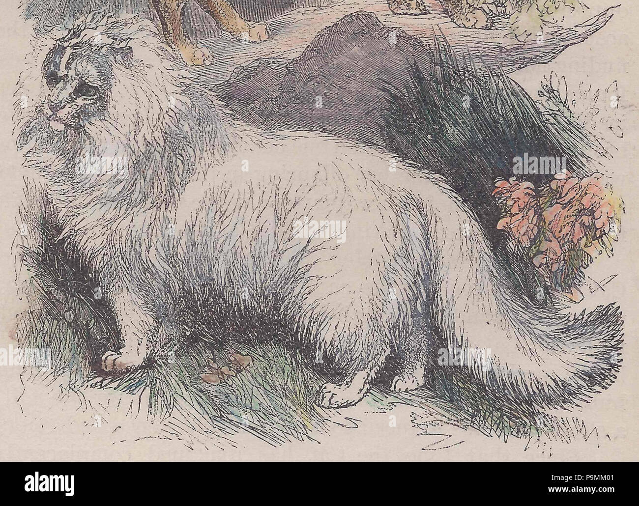 . English: Heavily stylized depiction of a Turkish Angora cat; detail ...