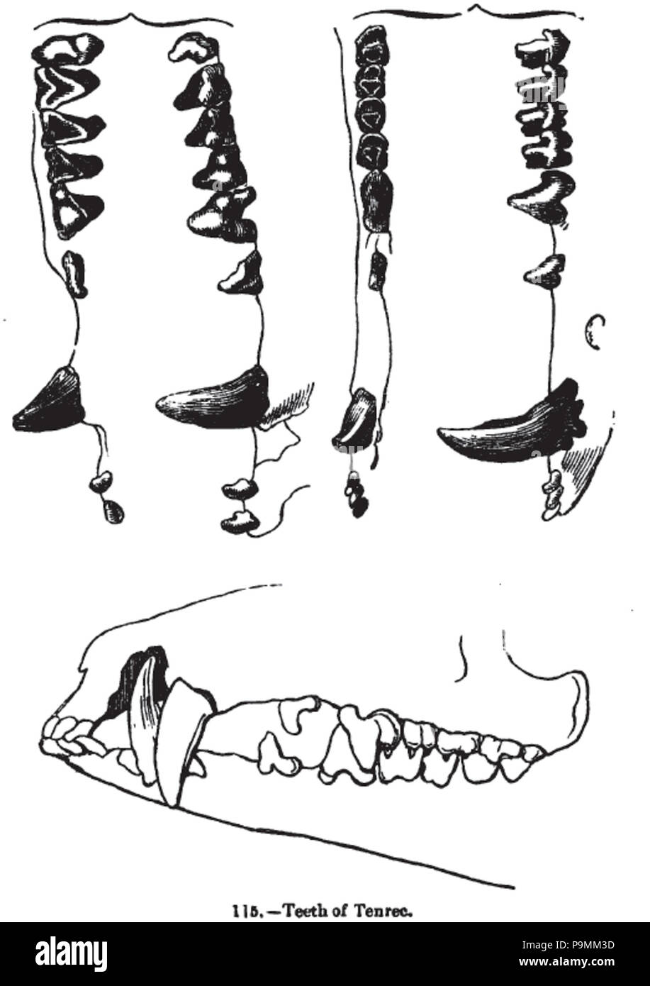 131 Animaldentition tenrececaudatus Stock Photo - Alamy