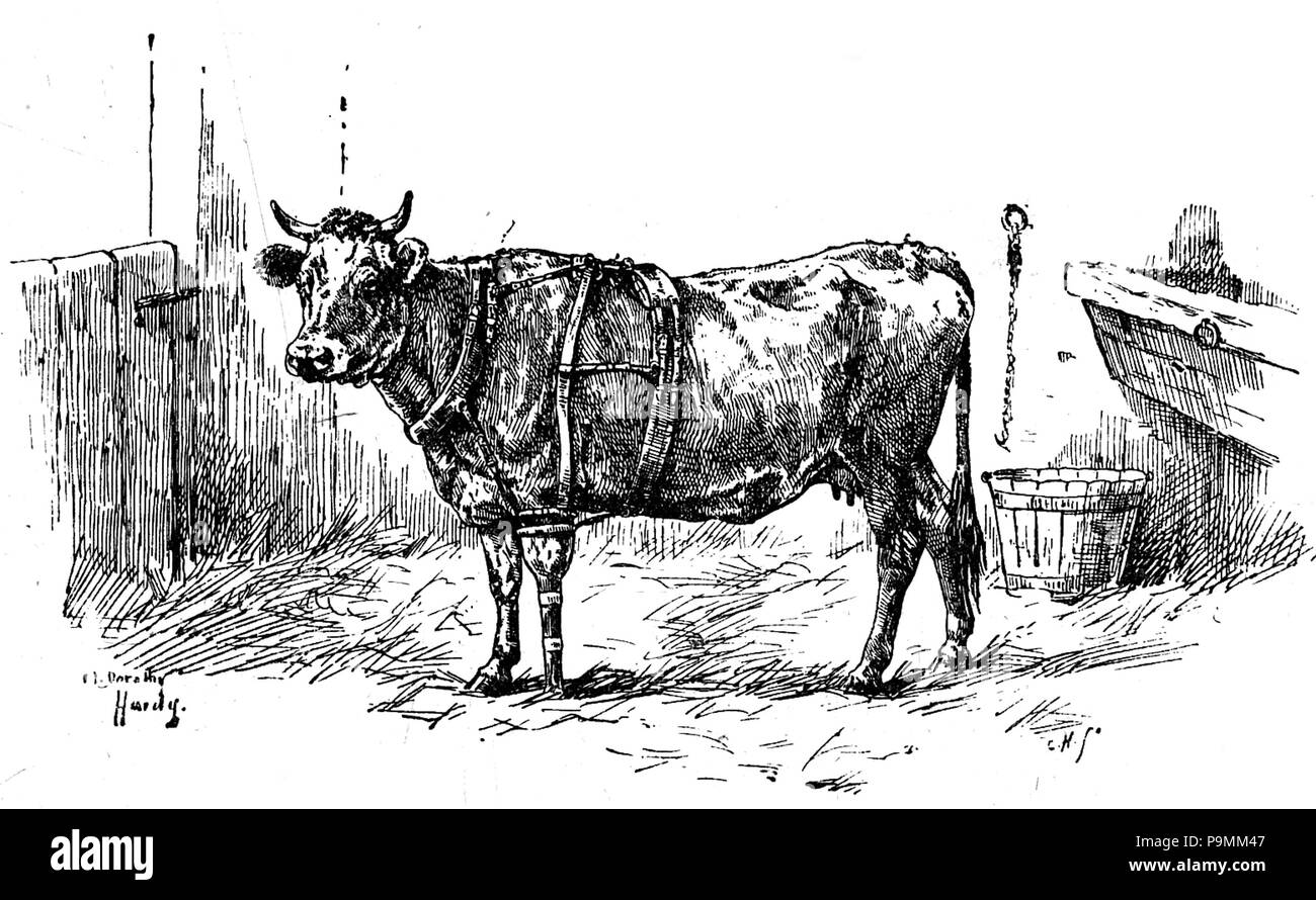 Animals surgery Cut Out Stock Images & Pictures - Alamy