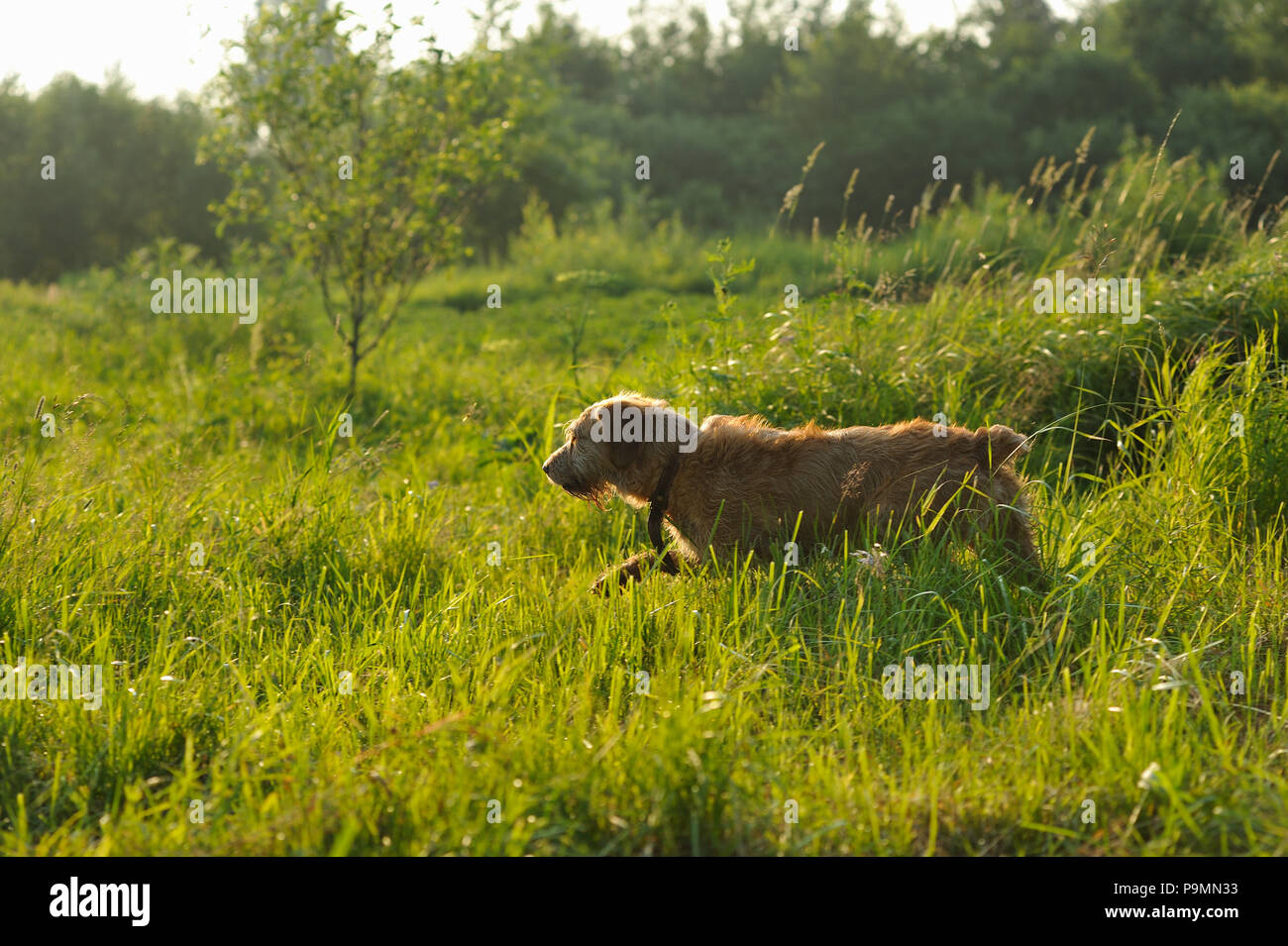 Golden dog running on the grass early in the morning Stock Photo - Alamy