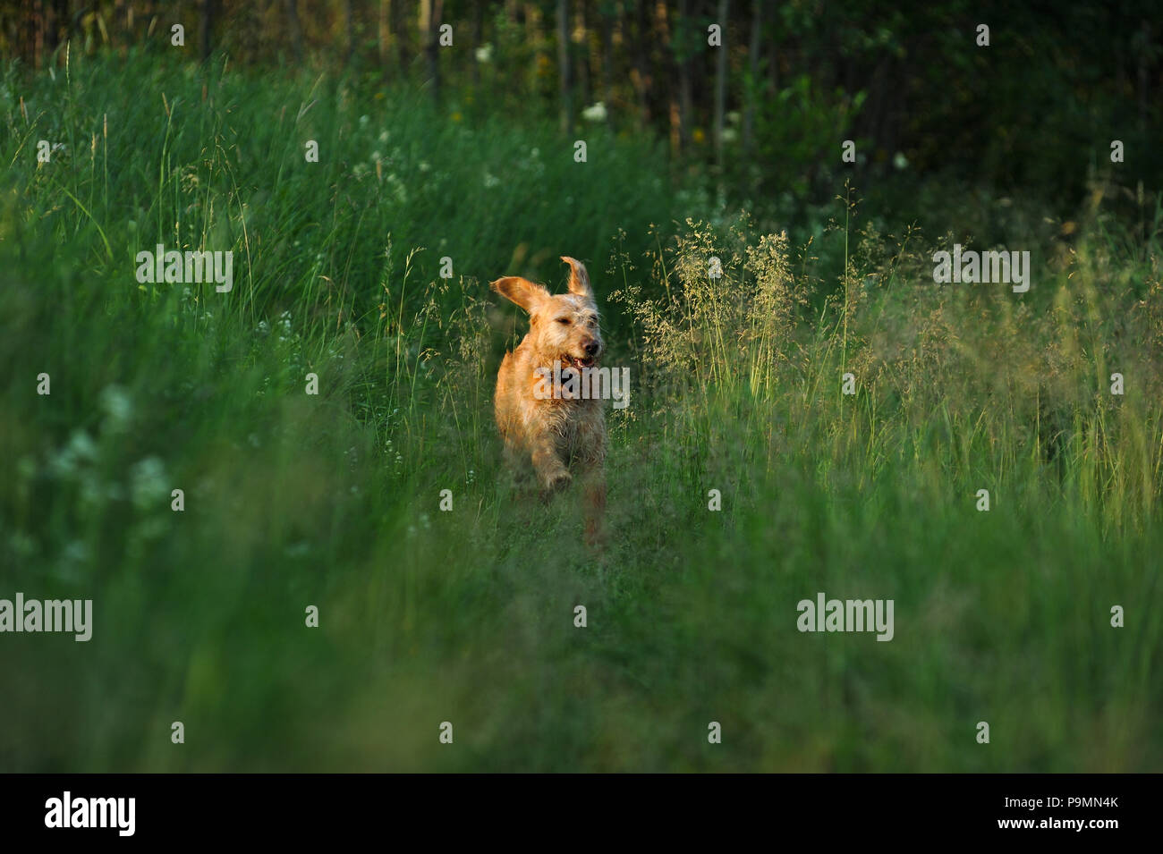 Active at morning and daylight hi-res stock photography and images - Alamy