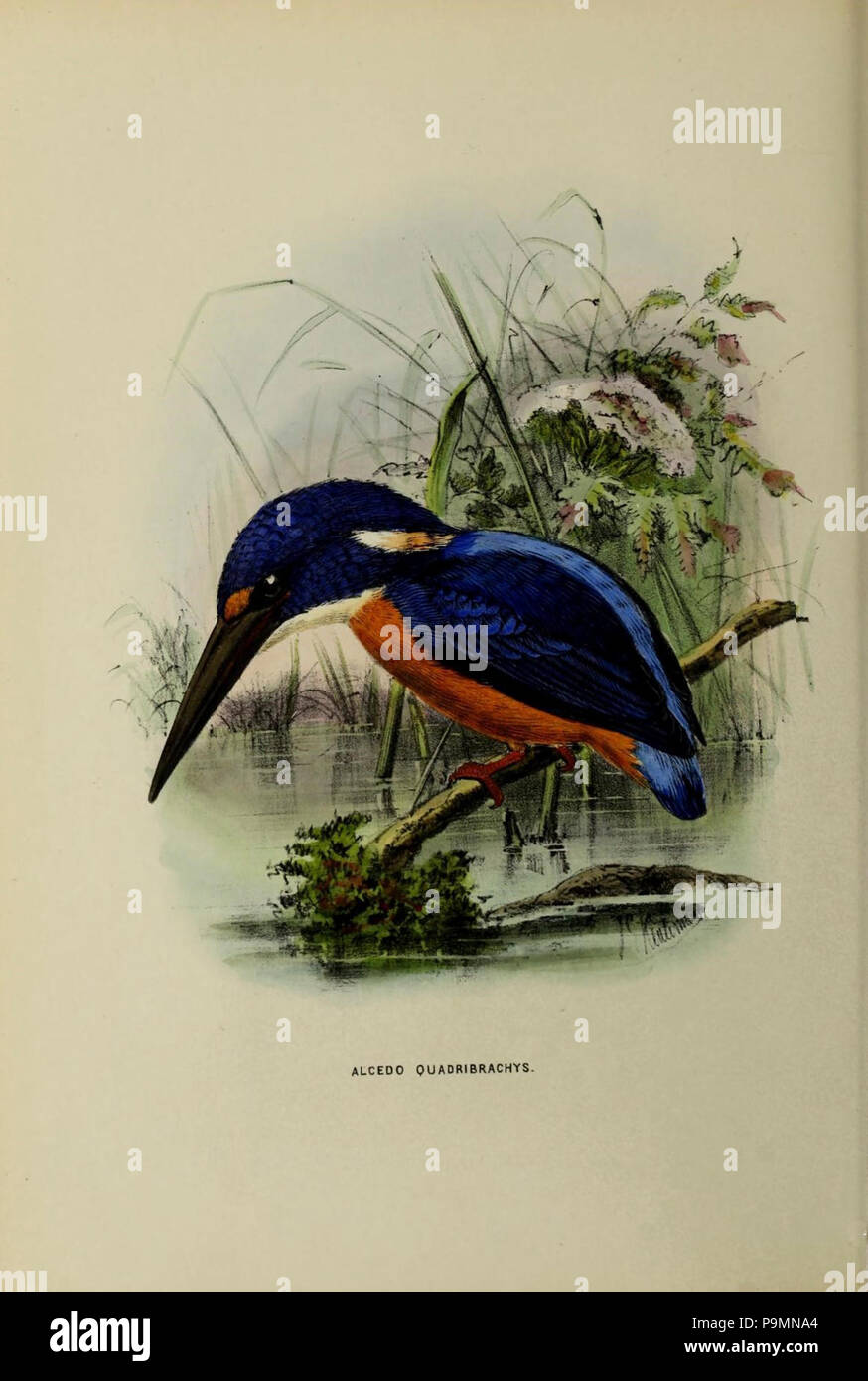 A monograph of the Alcedinidae Stock Photo - Alamy