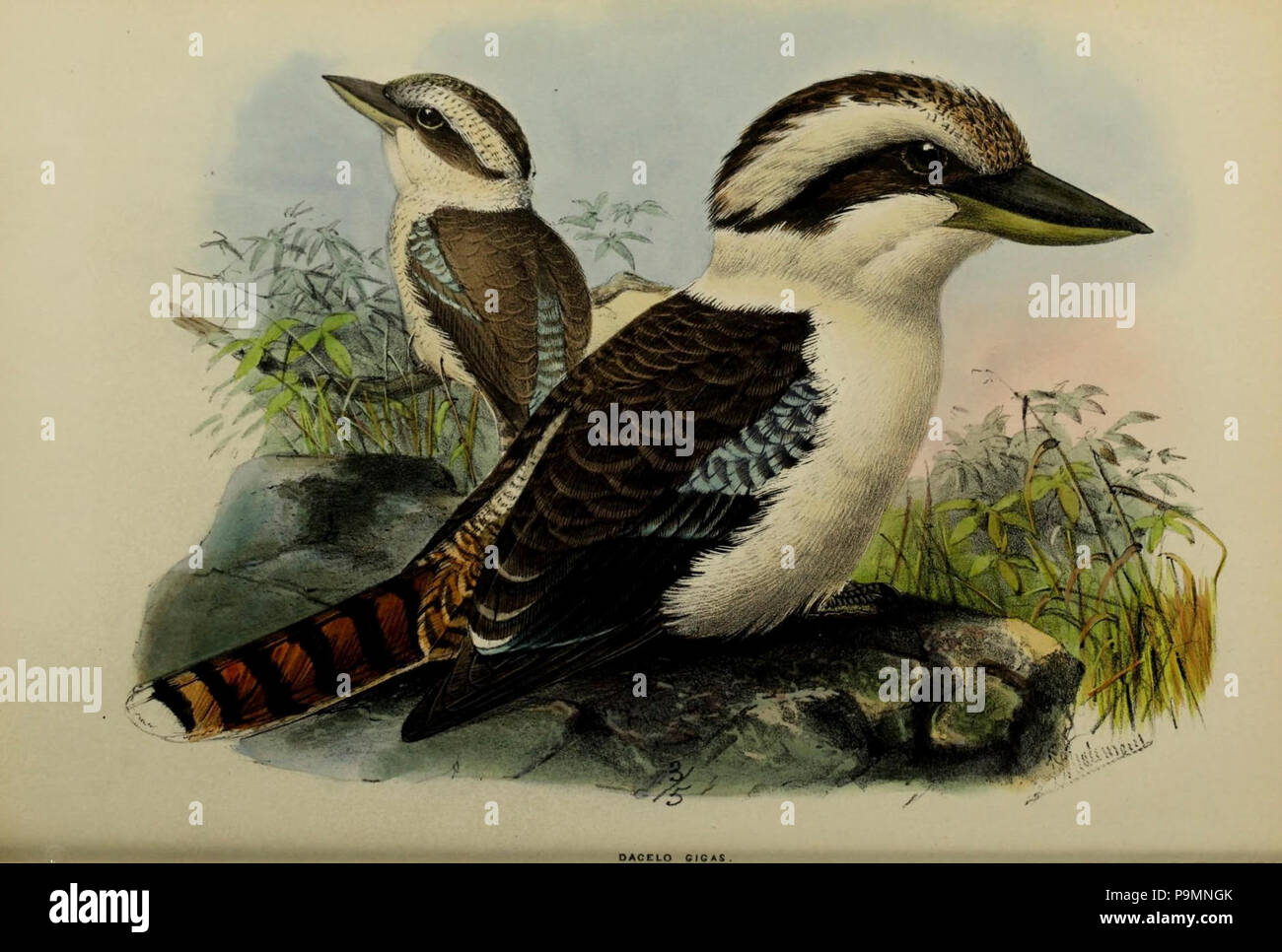 A monograph of the Alcedinidae Stock Photo - Alamy