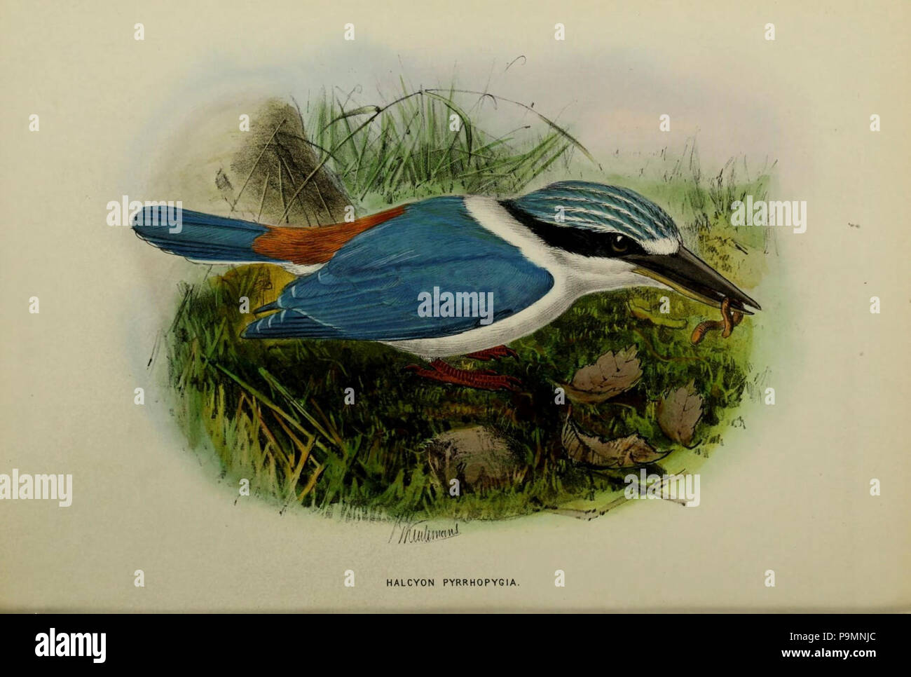 Botanical monograph hi-res stock photography and images - Alamy