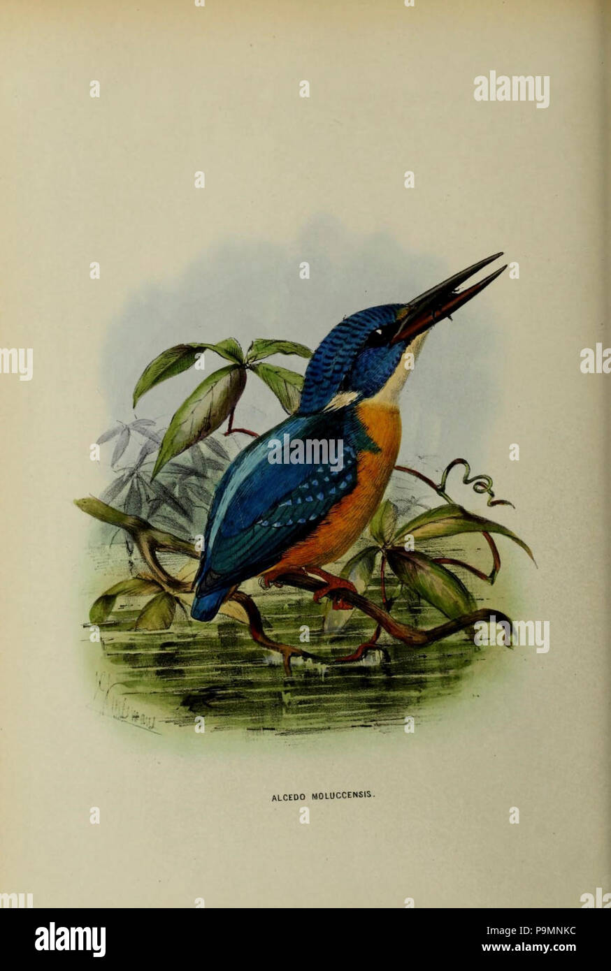 A monograph of the Alcedinidae Stock Photo - Alamy