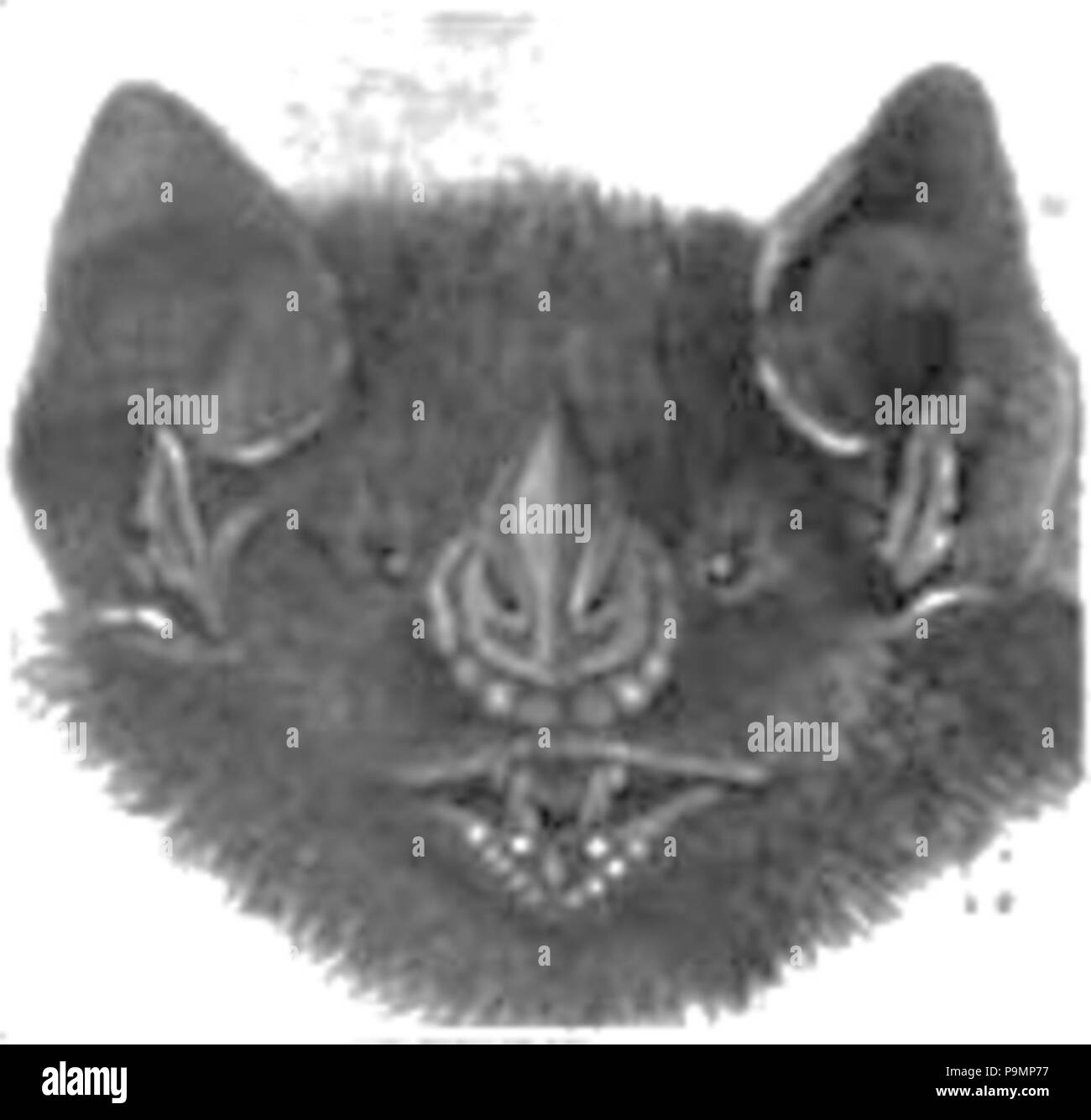 159 Artibeus planirostris Stock Photo - Alamy