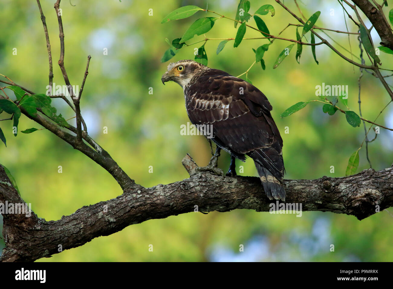 Crested Serpent Eagle, Spilornis cheela, Sundarbans, Bangladesh Stock ...