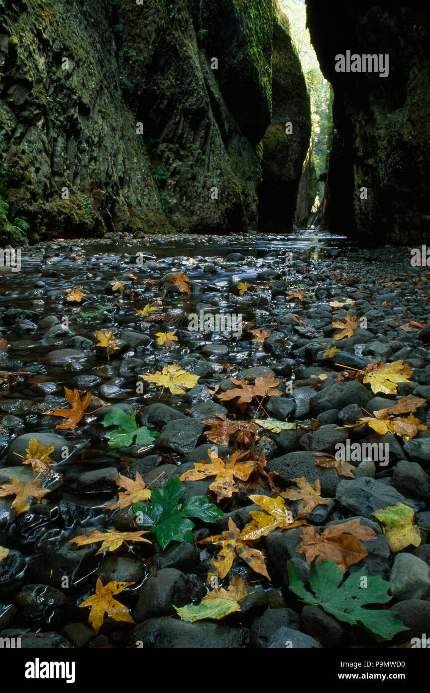 Fall leaves in the Oneonta Gorge Stock Photo - Alamy