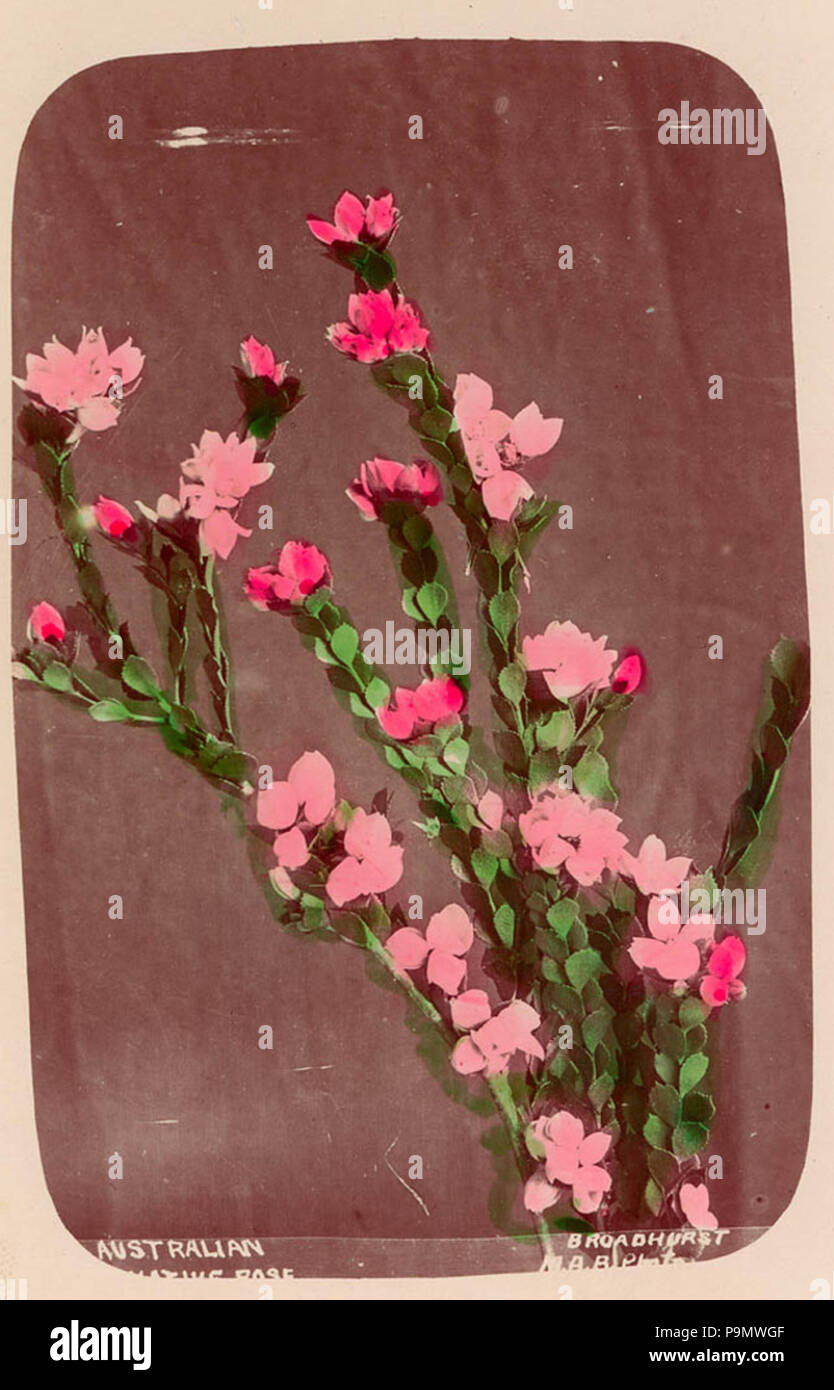 Native rose hi-res stock photography and images - Alamy