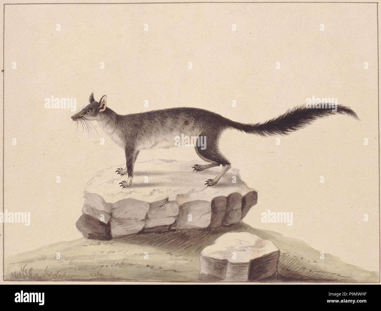 Tafa tafa hi-res stock photography and images - Alamy