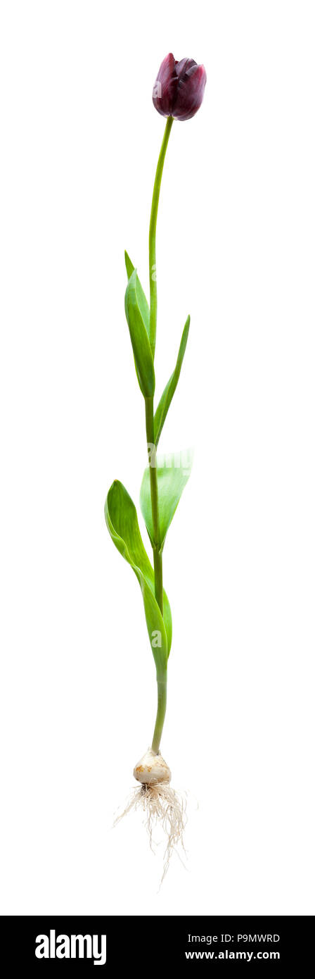 Macro image of black tulip with bulb and roots isolated on white Stock ...