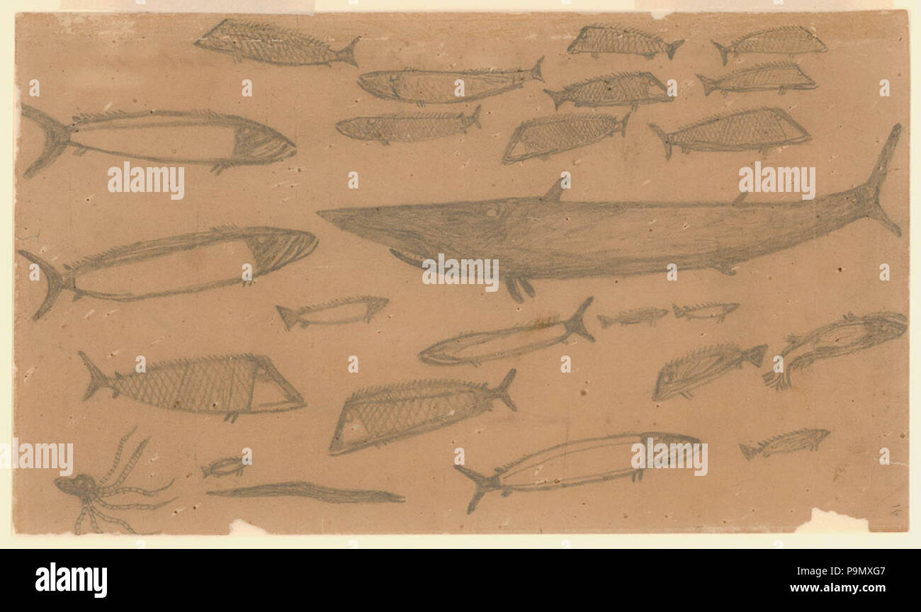 16 fish hi-res stock photography and images - Alamy