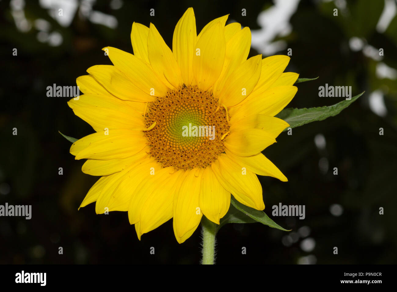 Sunflower helianthus sp hi-res stock photography and images - Alamy