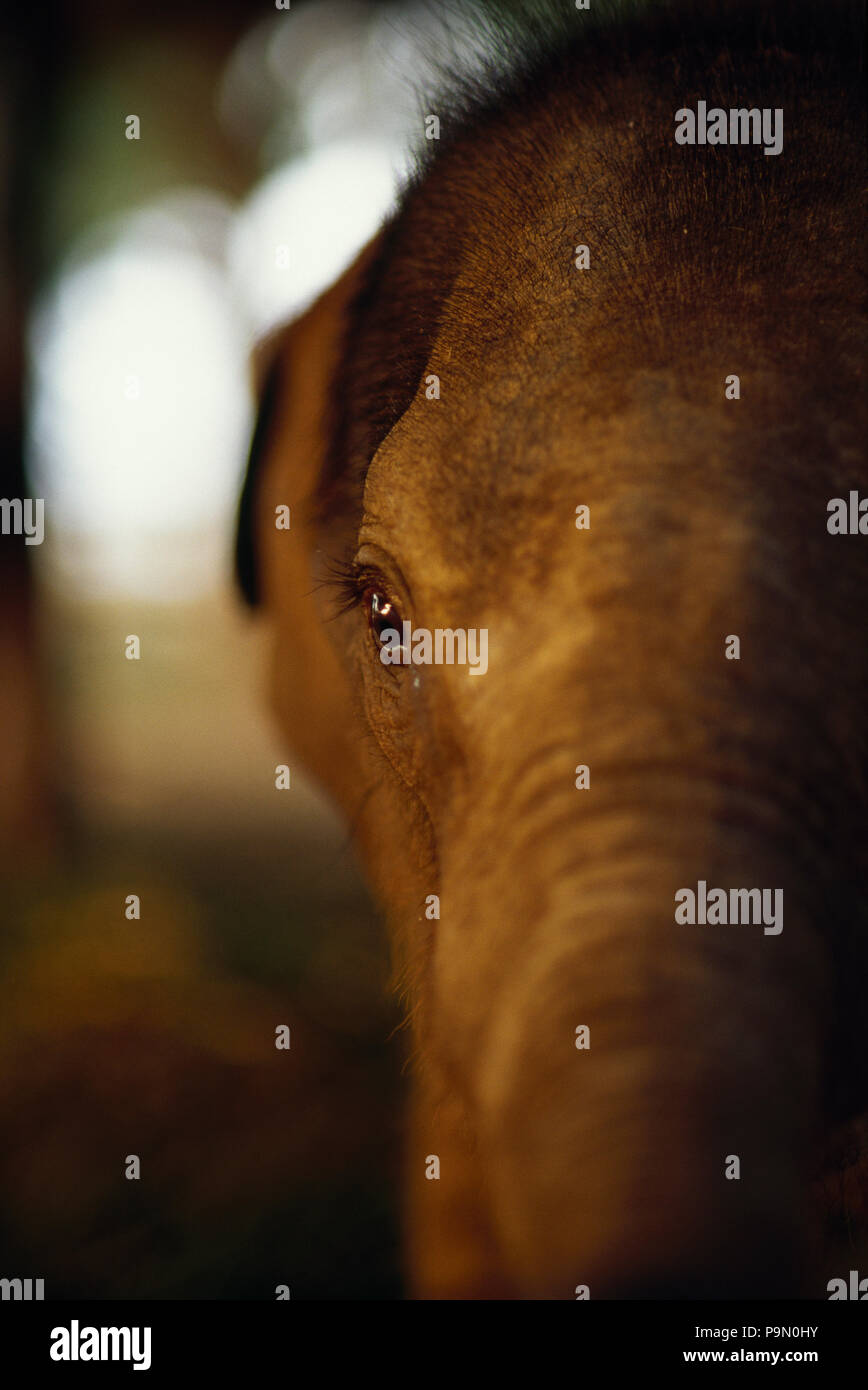 A terrified endangered Asian Elephant calf in an orphanage at sunset ...