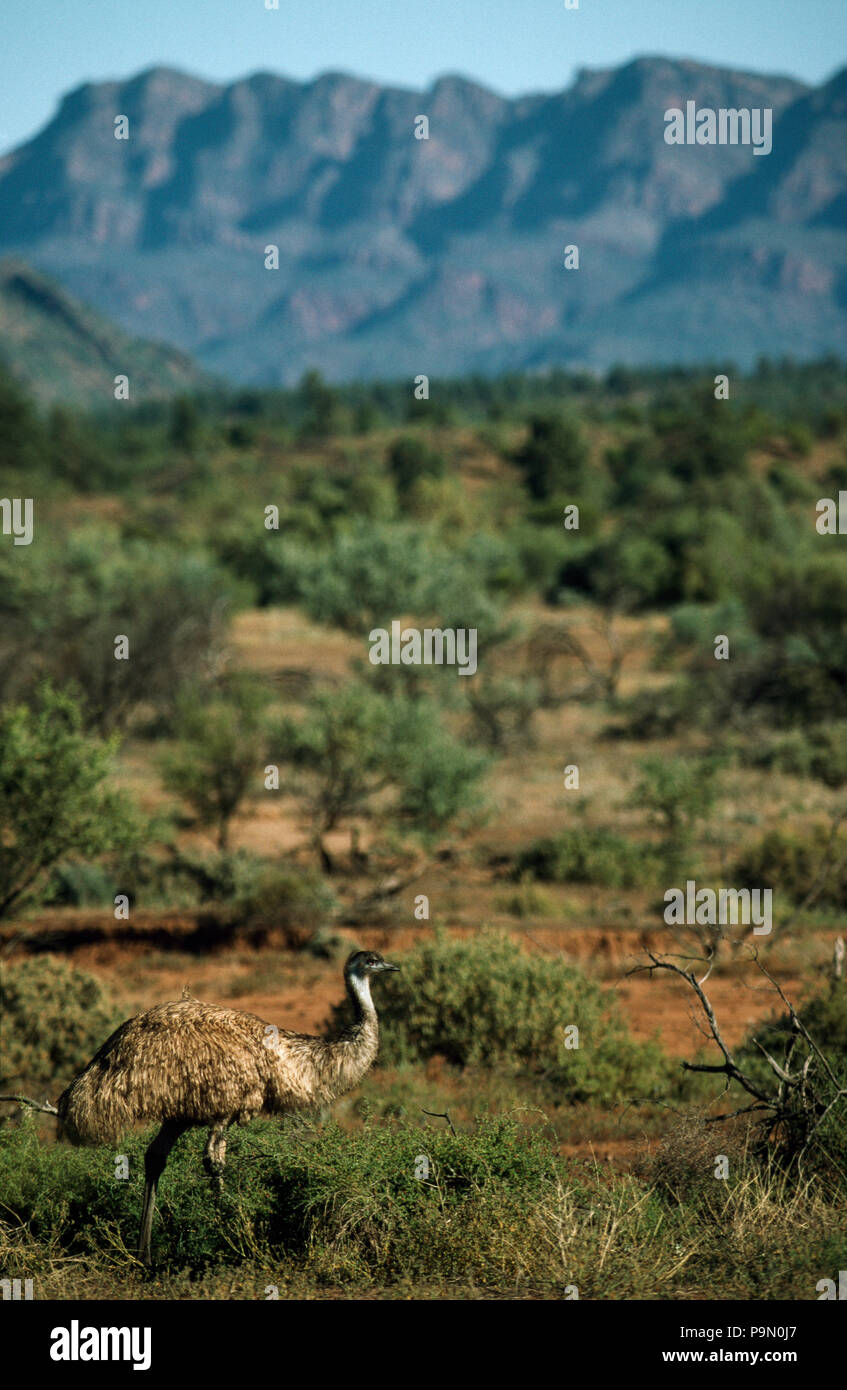 Emus desert hi-res stock photography and images - Alamy