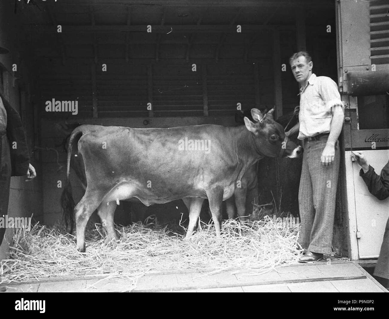 Jersey cows on farm Black and White Stock Photos & Images - Alamy