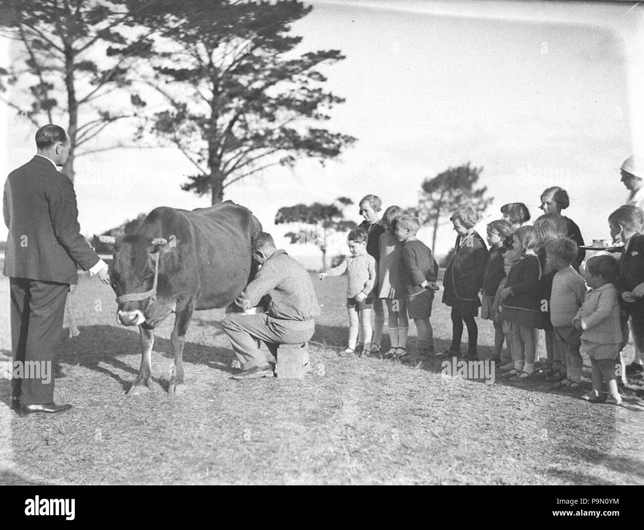 298 SLNSW 9537 Ted Hood holds the cow while children watch it milked ...