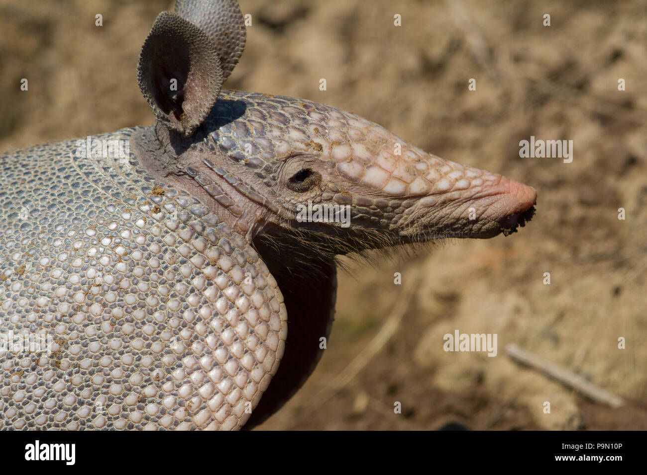 Close-up of a nine-banded armadillo, Dasypus novemcinctus, juvenile ...