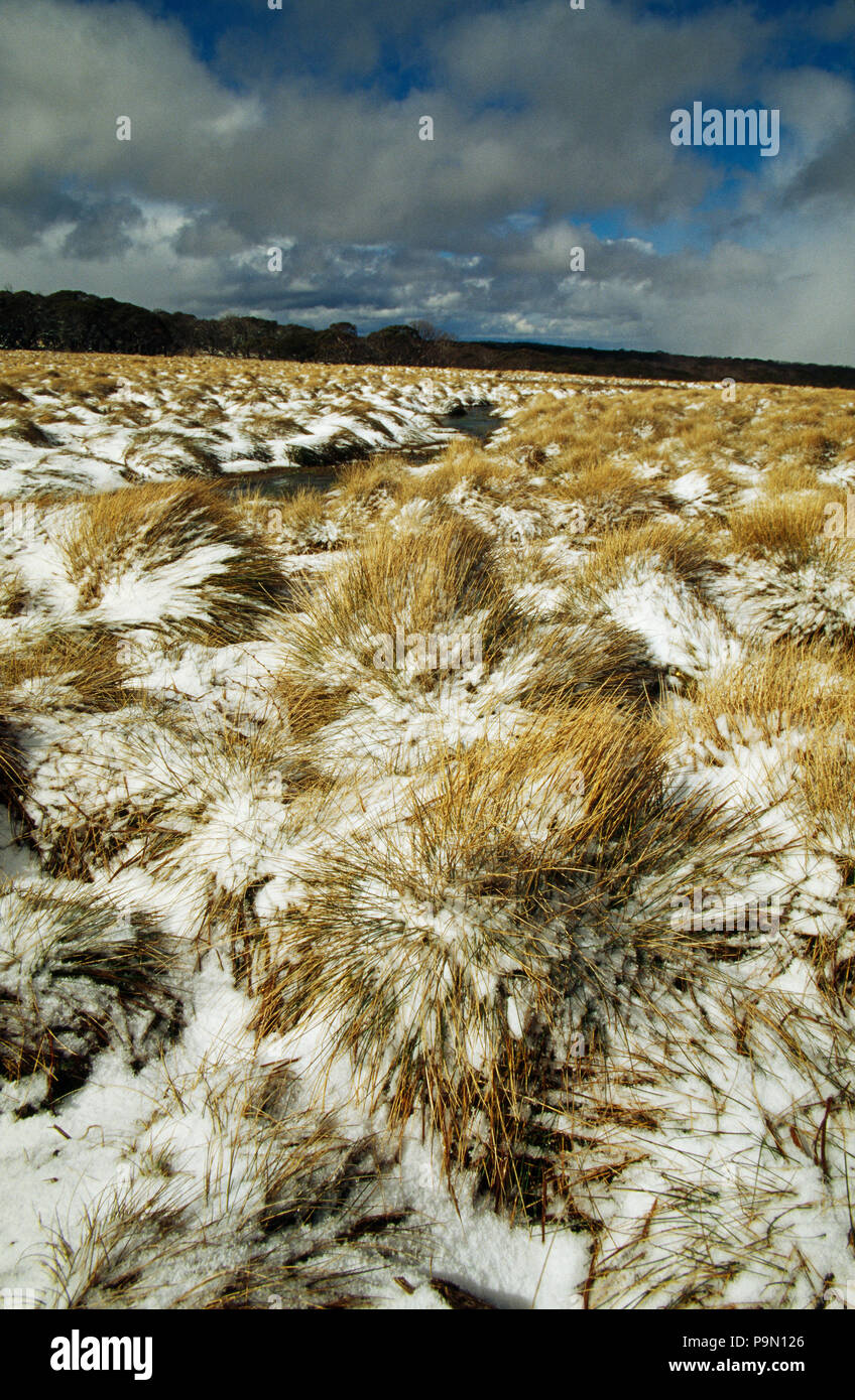 Alpine grass plain that australia hi-res stock photography and images ...