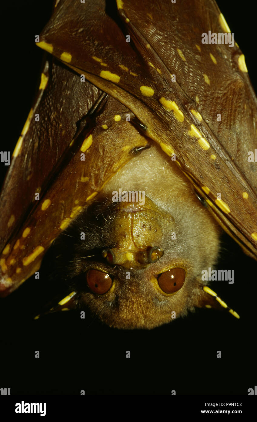 Face, huge eyes and the wings of a Queensland tube-nosed bat Stock ...