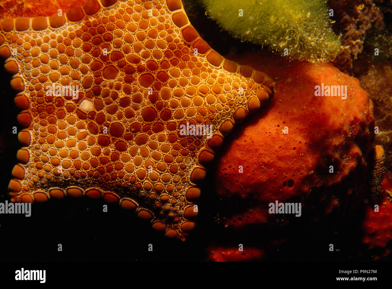 A bright red biscuit sea star on soft coral Stock Photo - Alamy