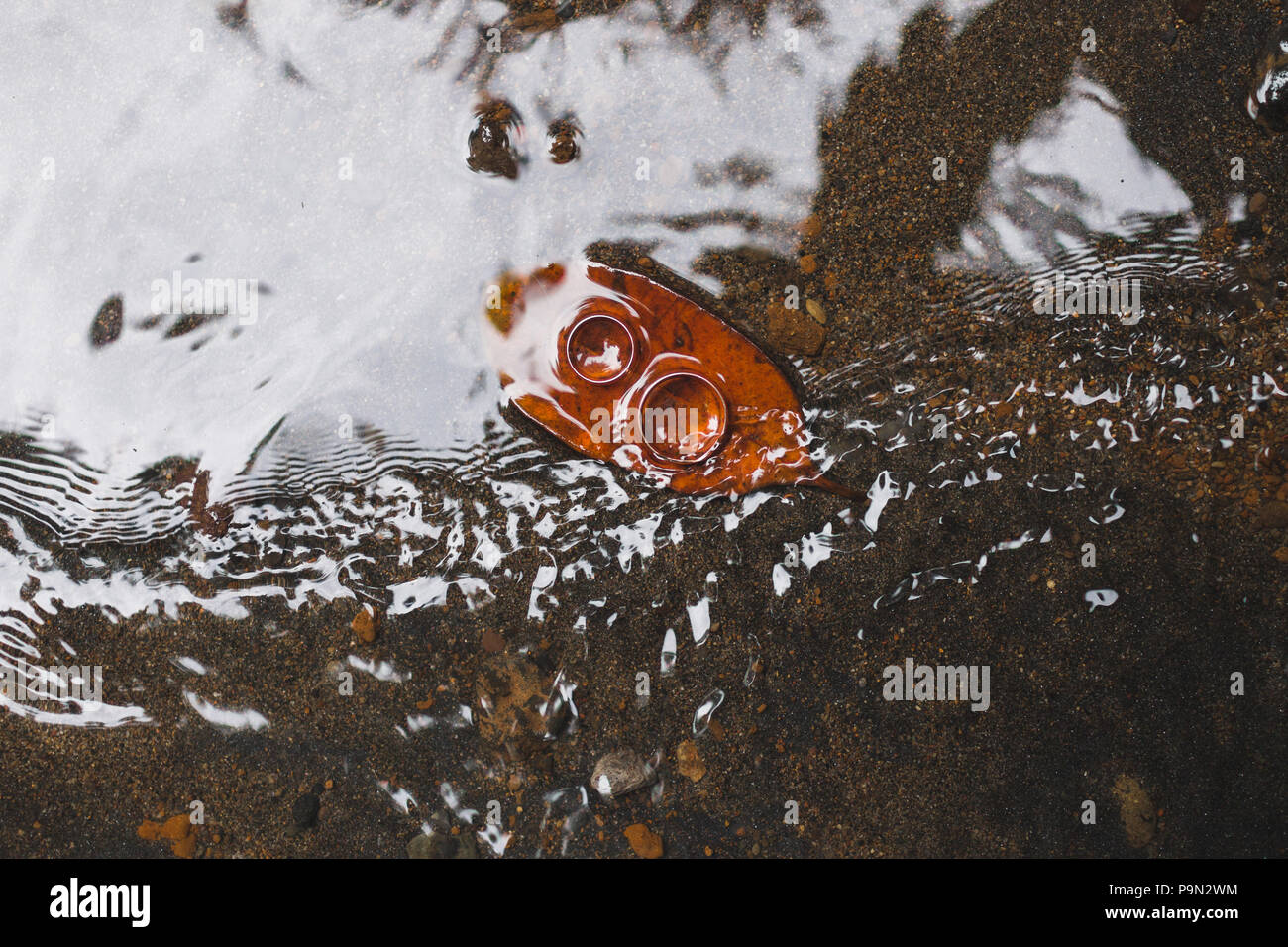 Wedding rings on water surface texture Stock Photo - Alamy