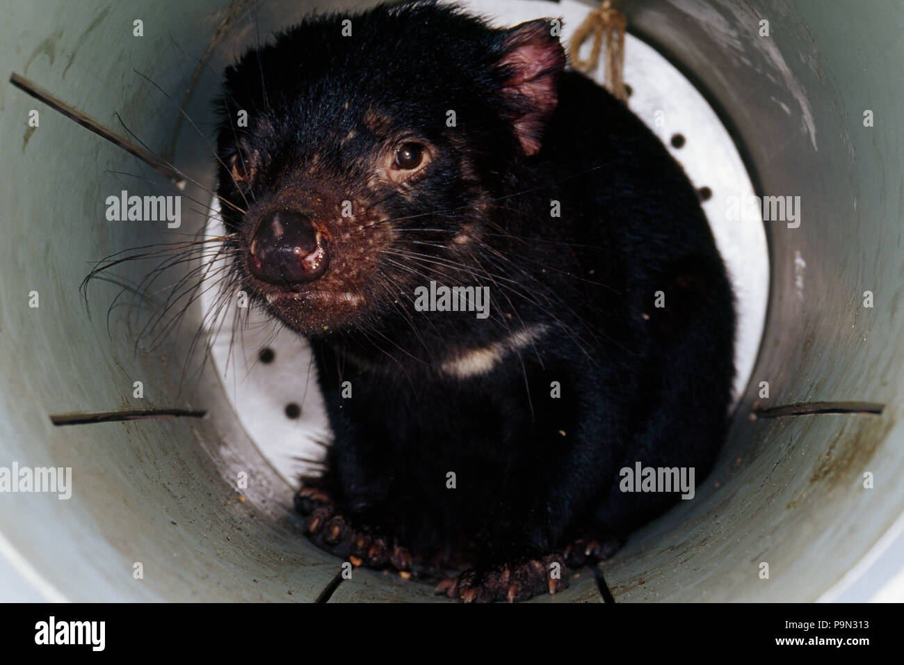 A vulnerable Tasmanian Devil captured in research trap for examining ...