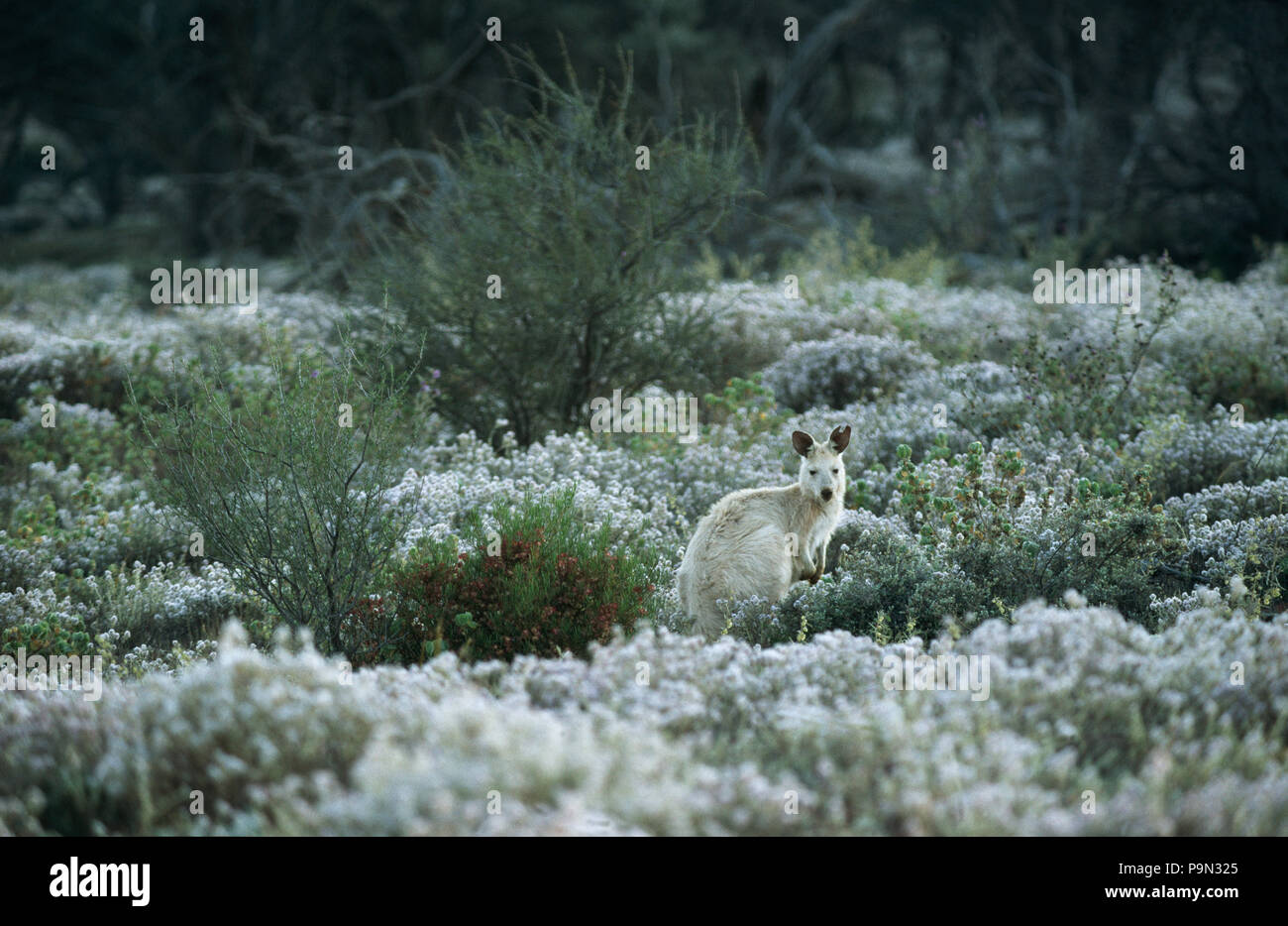 Bluebush daisy plants hi-res stock photography and images - Alamy