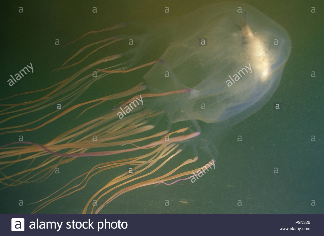 Box Jellyfish Australia Stock Photos & Box Jellyfish Australia Stock ...