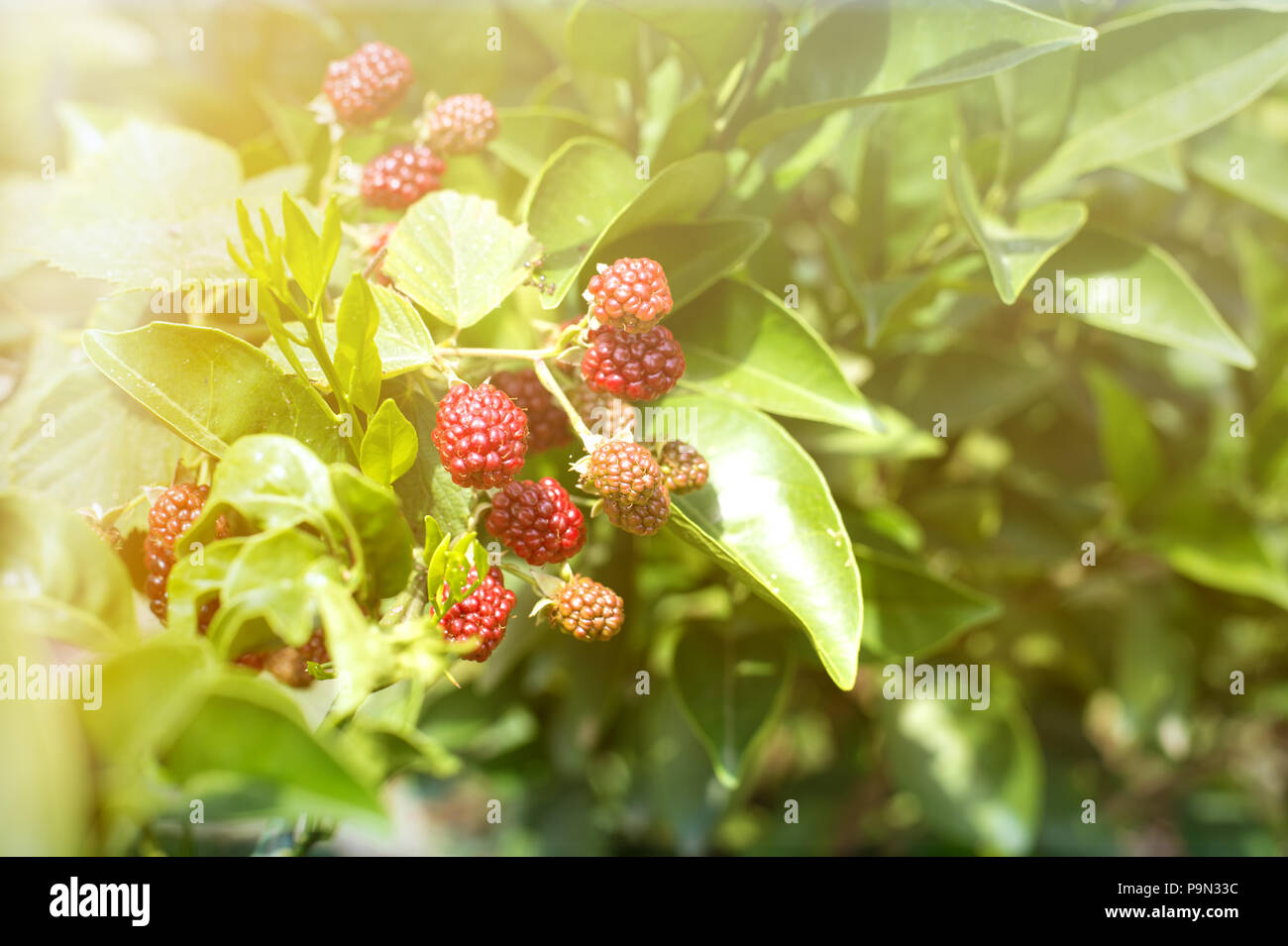 Raspberry cane hi-res stock photography and images - Alamy