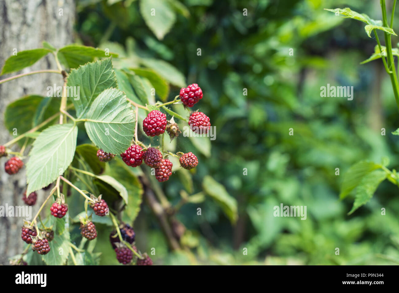 Raspberry cane hi-res stock photography and images - Alamy