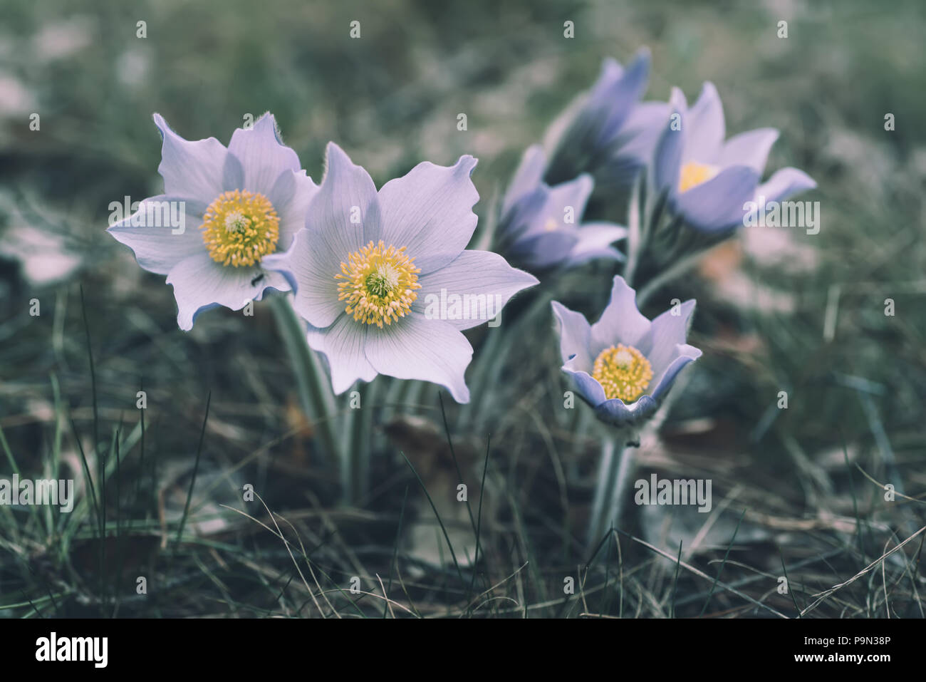 Pasque-flower in nature Stock Photo - Alamy