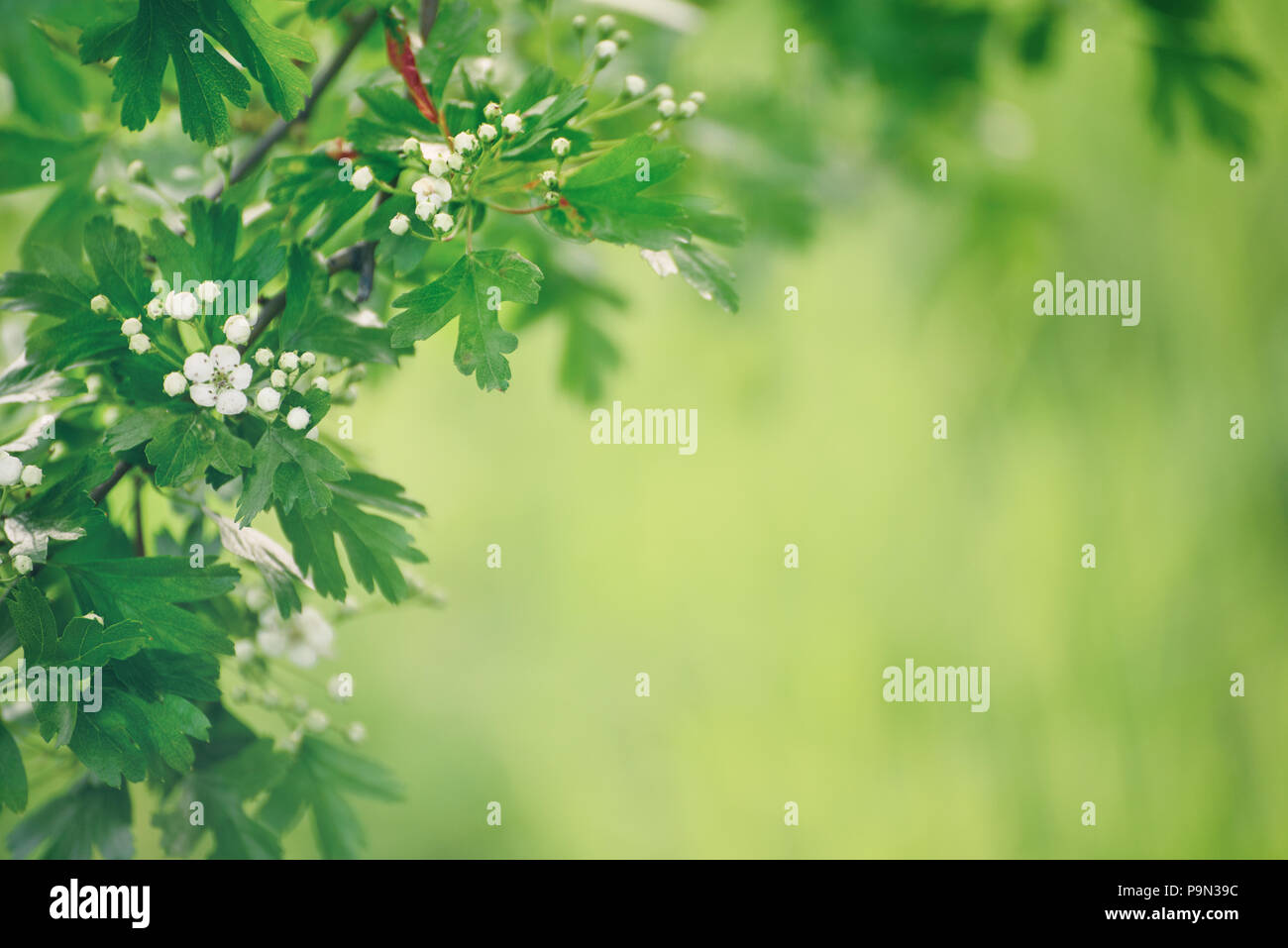 Spring flowers frame Stock Photo - Alamy