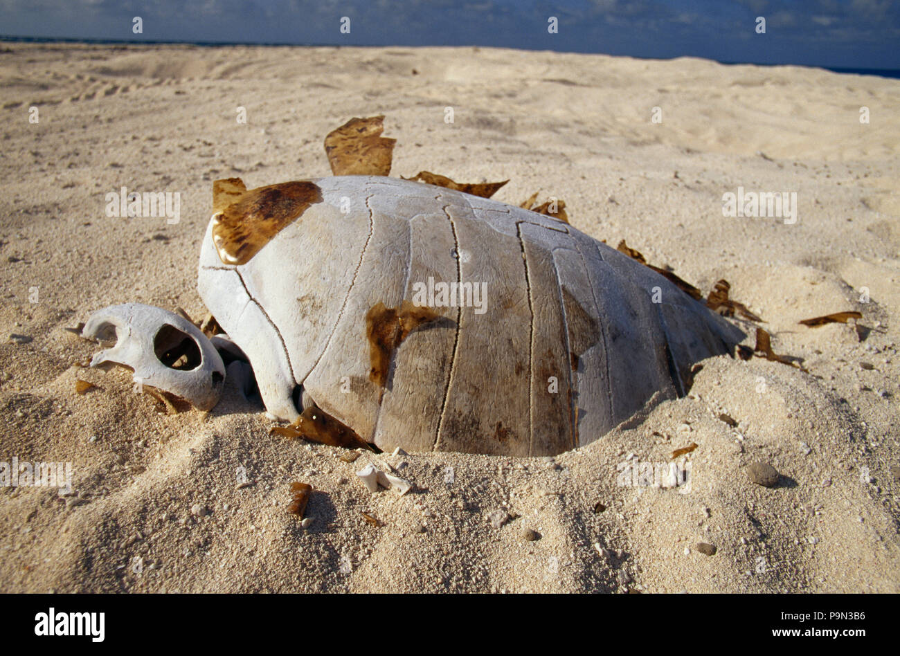 The skull and shell skeleton of an endangered sea turtle on a beach ...