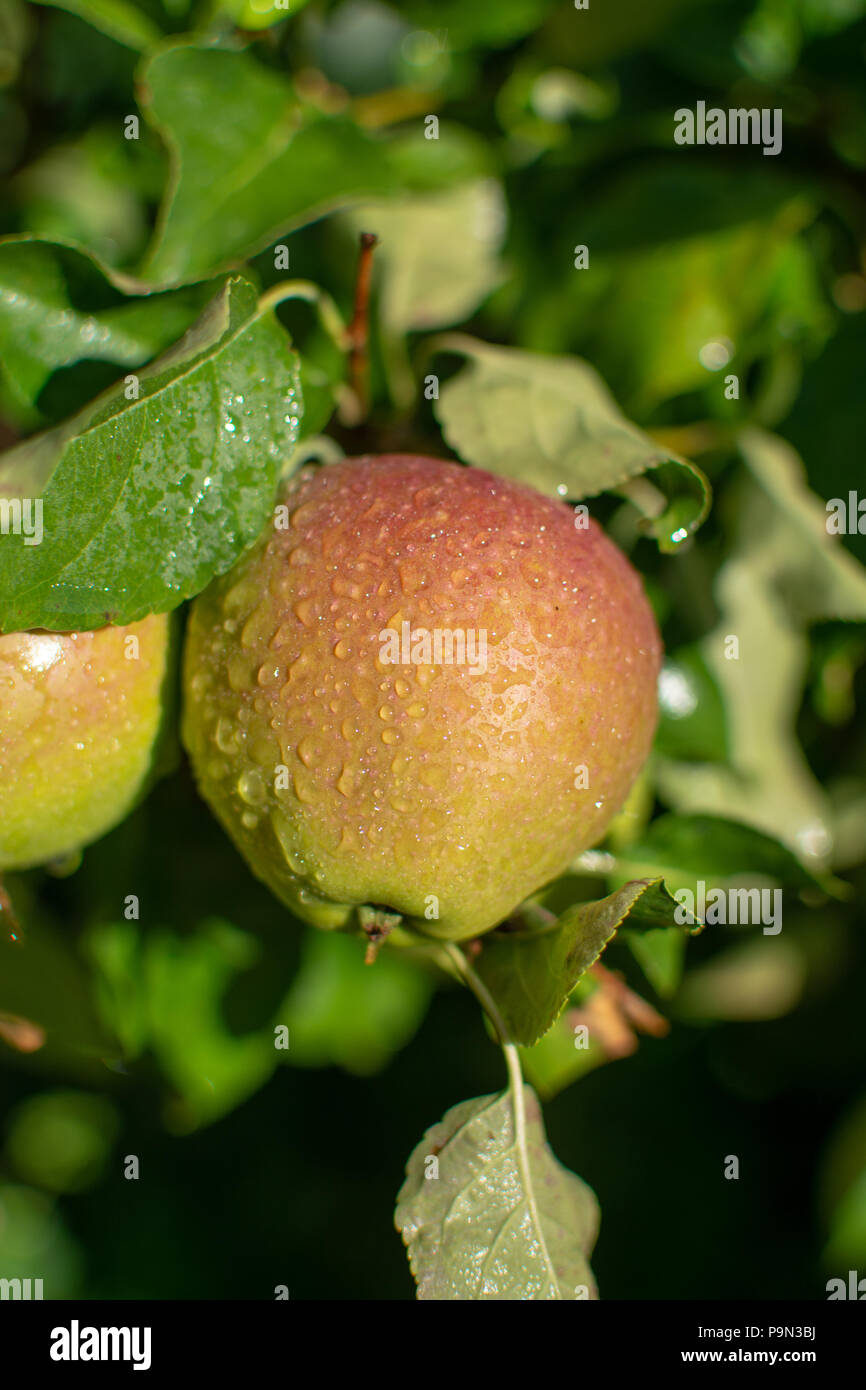 Apples riping on apple tree with rain grops, close up, new harvest ...