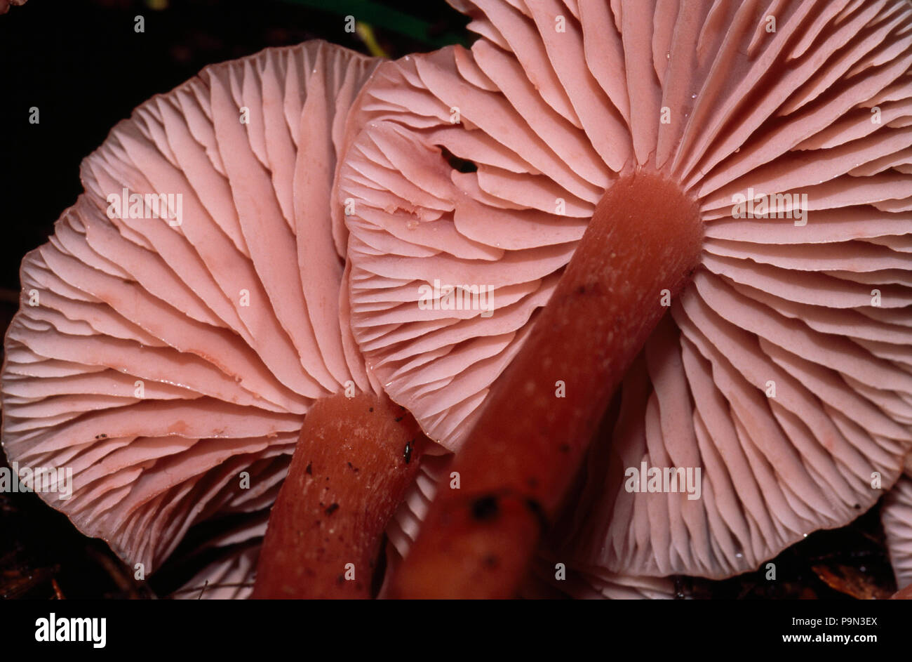 Pink fleshy gills of a Laccaria species of fungi in a cool forest Stock ...
