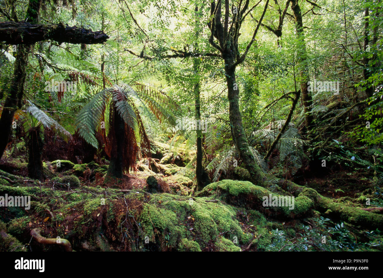 Cool Forest Pictures