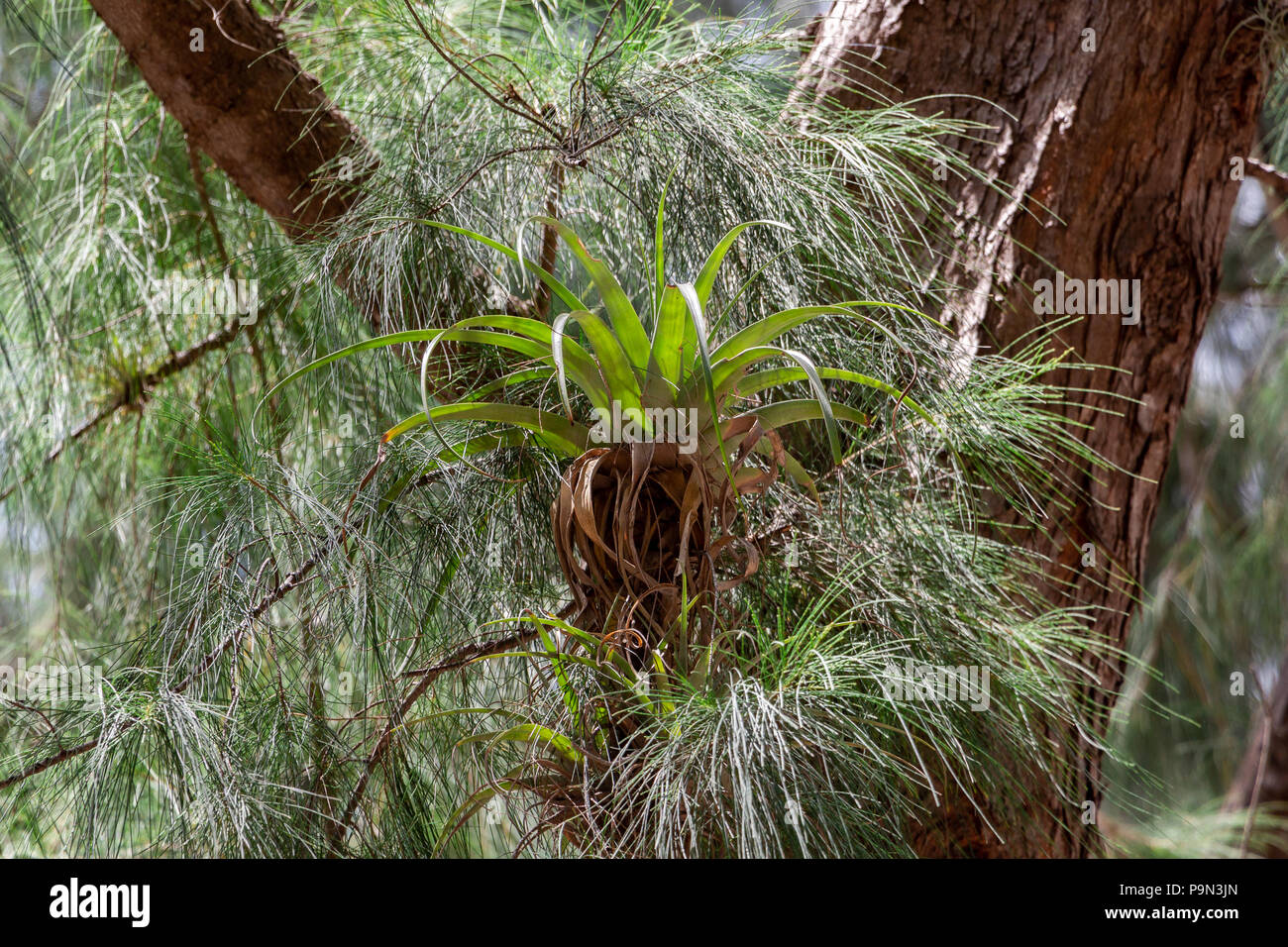 Australian pine tree hi-res stock photography and images - Alamy