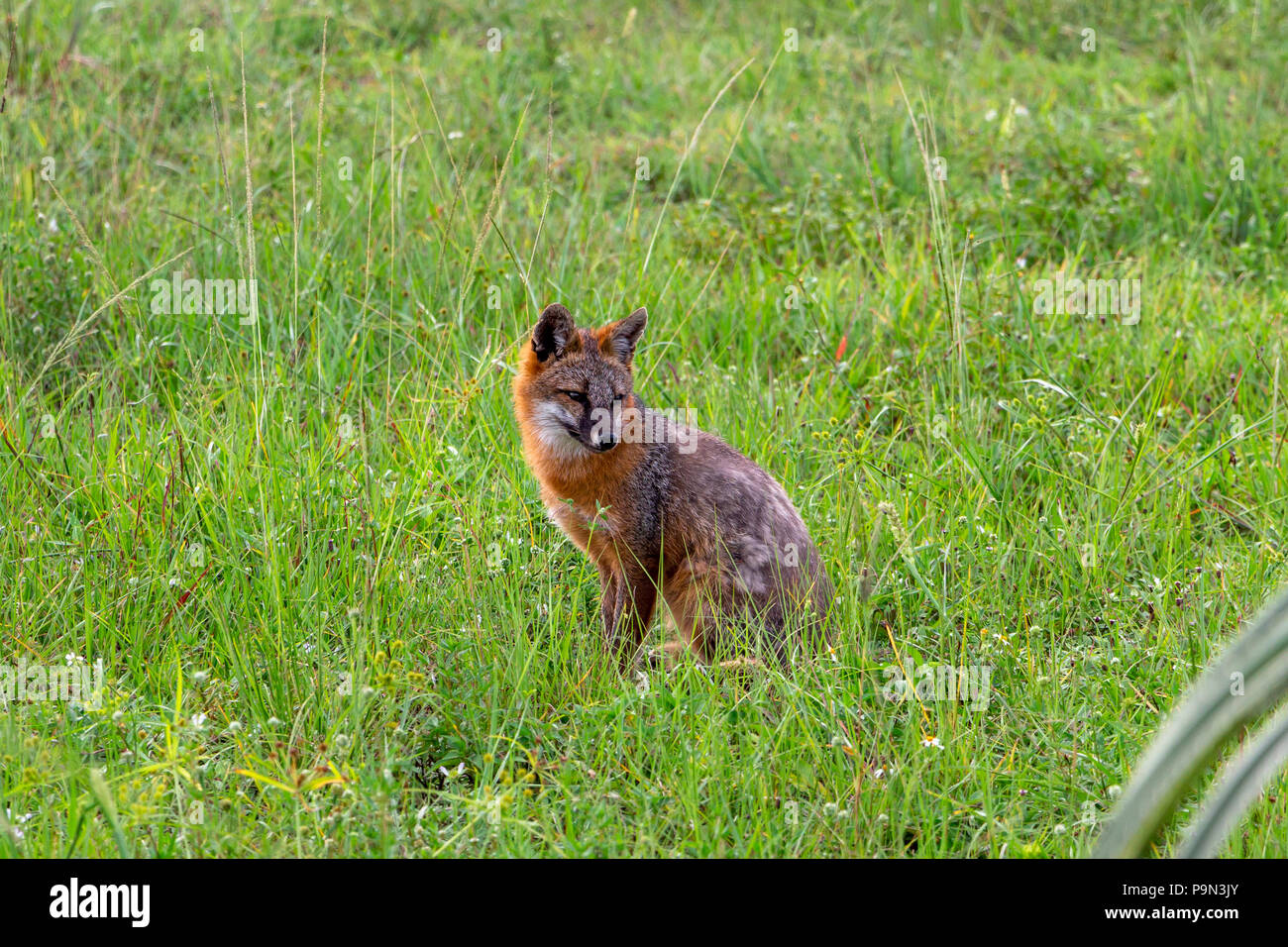 Gray fox (Urocyon cinereoargenteus) with bright orange coloring sitting ...