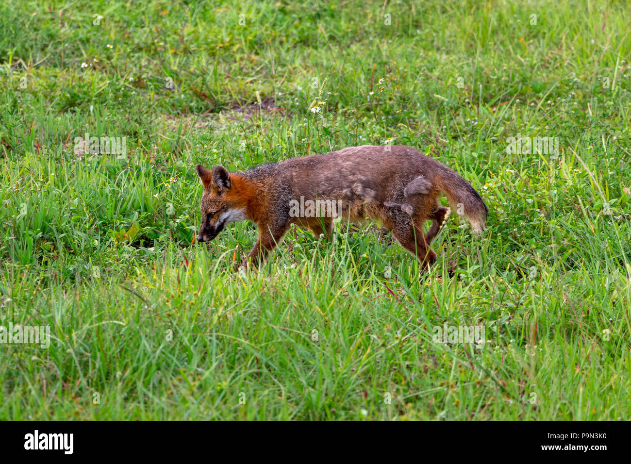 Gray fox (Urocyon cinereoargenteus) with shedding fur walking through ...