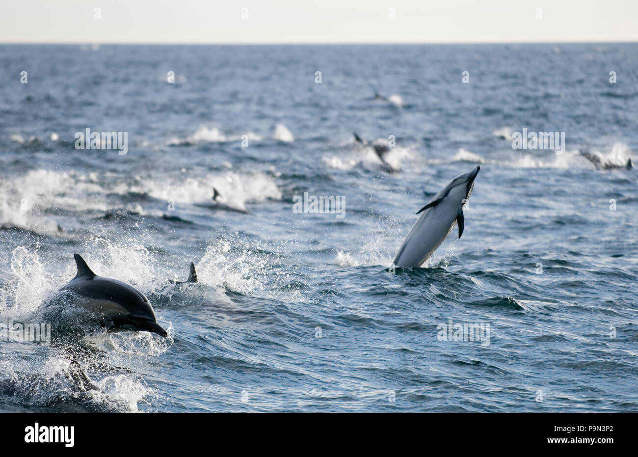 Common Dolphin (Delphinus Delphis) pod swimming Stock Photo - Alamy