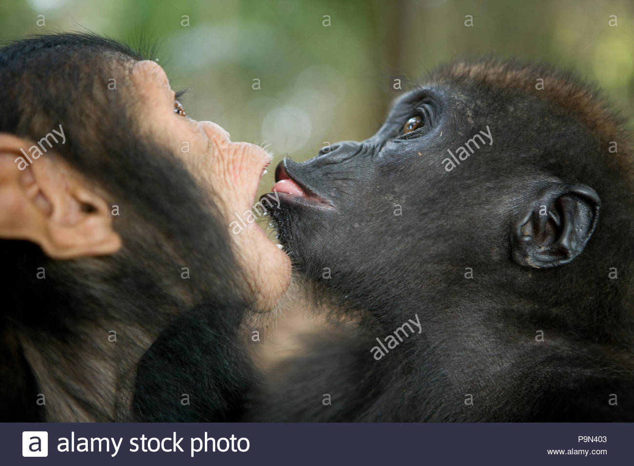 Chimpanzee Teeth Stock Photos & Chimpanzee Teeth Stock Images - Alamy