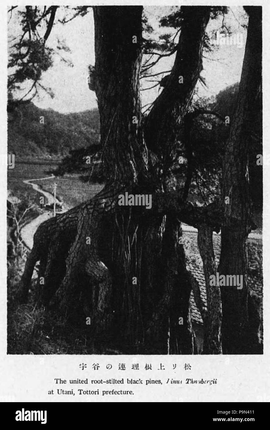 Pines structure Black and White Stock Photos & Images - Alamy