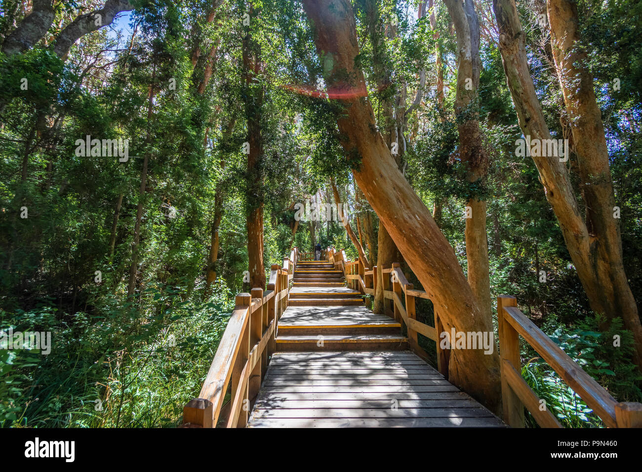 Boardwalk path at Arrayanes National Park - Villa La Angostura ...
