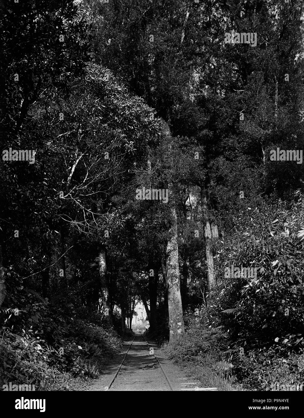 324 View of railway track in native bush on the Mountain Rimu Timber ...