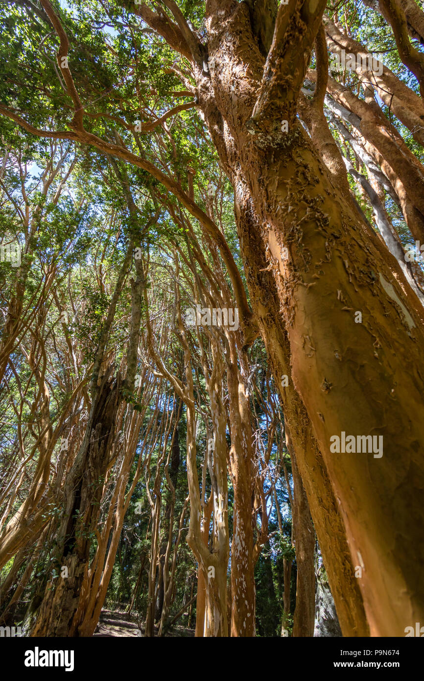 Myrtle tree trail hi-res stock photography and images - Alamy