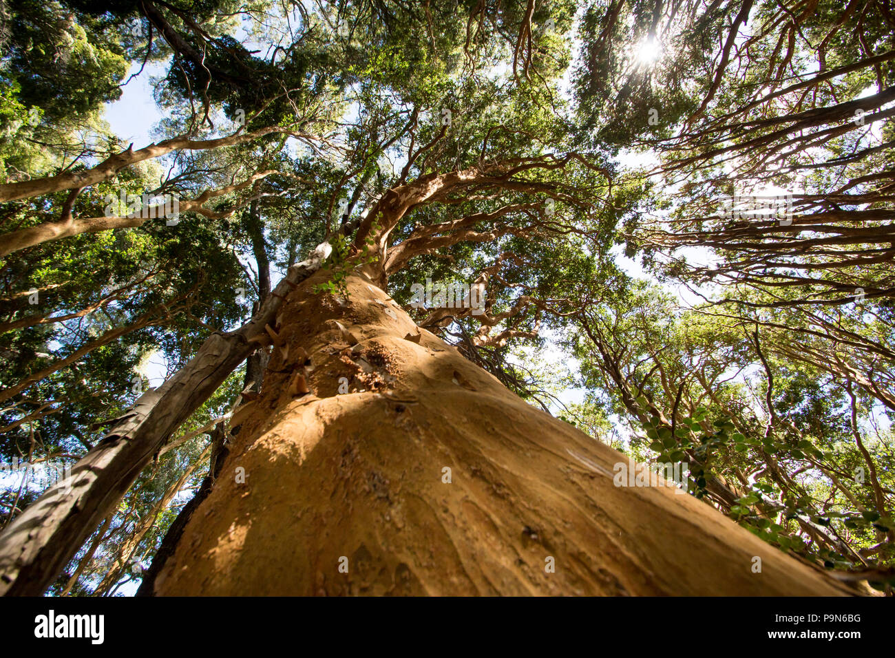 Bosque de arrayanes hi-res stock photography and images - Alamy